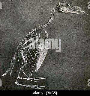 Great Auk skeleton Stock Photo - Alamy