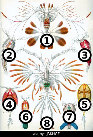 Haeckel Copepoda big spots Stock Photo - Alamy