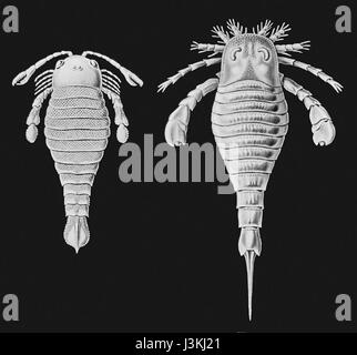 Eurypterids, also known as sea scorpions, are an extinct group of ...