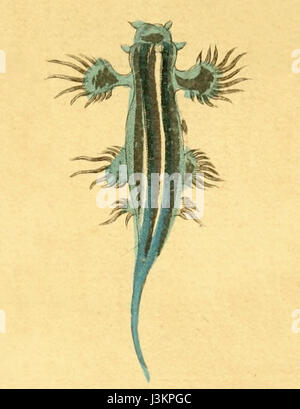 Glaucus atlanticus, a species of sea slug, is depicted in a dissection ...