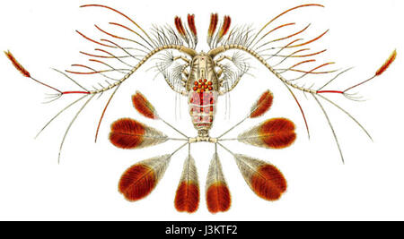 Copepoda or copepod crustaceans.: Calocalanus pavo male, Clytemnestra ...