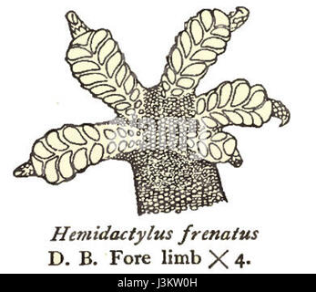 Asian House lizard (hemidactylus) or common gecko isolated on black ...