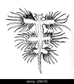 Glaucus atlanticus, a species of sea slug, is depicted in a dissection ...