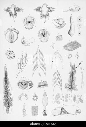 Glaucus atlanticus, a species of sea slug, is depicted in a dissection ...