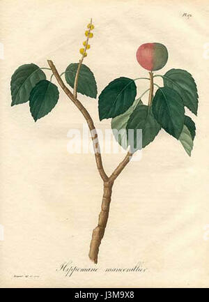 Manchineel tree (Hippomane mancinella) species in the Caribbean ...