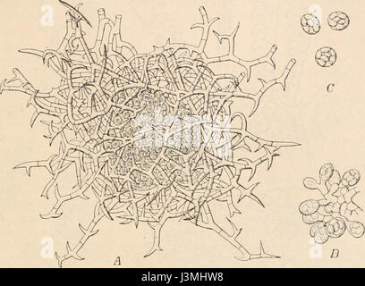 Gymnoascus reessii gymnothecium Stock Photo - Alamy