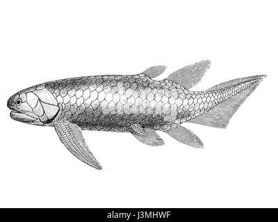 Placoderm, Extinct Fish Stock Photo - Alamy