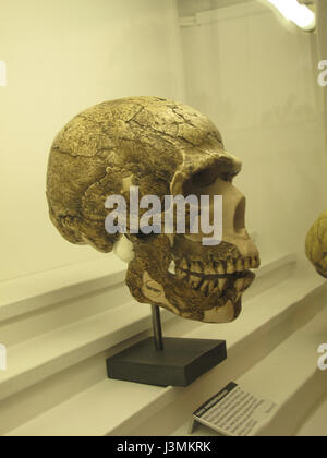 Neanderthal prehistoric human skull evolution display detail Stock ...