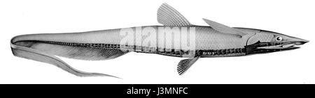 Halosauropsis macrochir is a species of deep-sea fish belonging to the ...