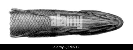 Halosauropsis macrochir is a species of deep-sea fish belonging to the ...