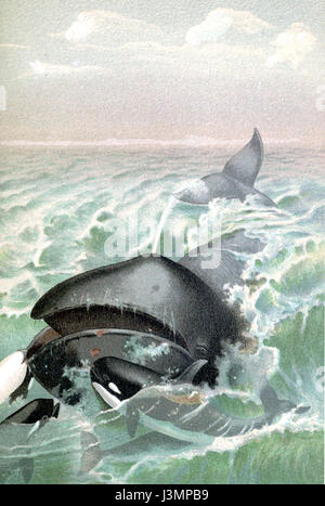 The Bowhead Whale, also known as the Arctic Whale, is a species known ...