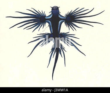 Glaucus longicirrus is a species of sea slug, known for its striking ...