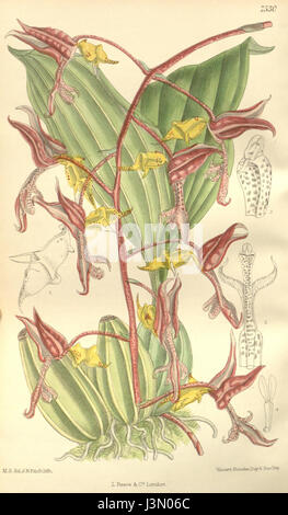 Gongora fulva, also known as Gongora tricolor, is a species of orchid ...