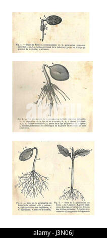 The germination process of castor-oil bean is illustrated, showing the ...