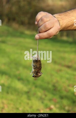 hand holding dead mouse Stock Photo - Alamy