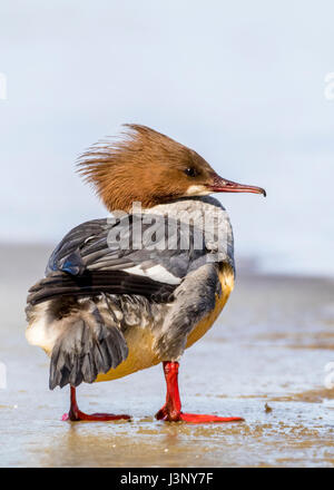 Goosander, female, Mergus merganser, common merganser, female Stock ...