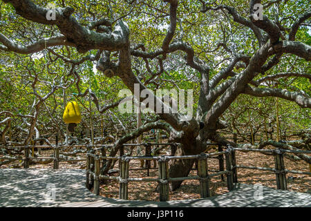 World's Largest Cashew Tree - Pirangi, Rio Grande do Norte, Brazil ...