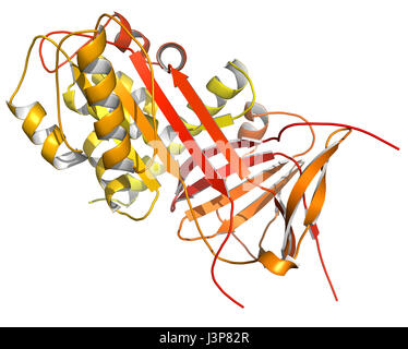 alpha 2-antiplasmin (a2-antiplasmin) protein molecule. Main inhibitor ...