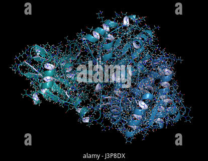 Firefly luciferase enzyme. Protein responsible for the bioluminescence ...