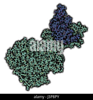 Human pancreatic lipase (HPL) enzyme, in complex with colipase ...