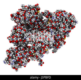 Plasminogen plasmin precursor protein. Plasmin is an enzyme responsible ...