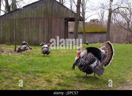 Coggeshall Farm Museum is a living history farm set on 48 acres in ...