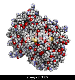 Platelet factor 4 (PF-4) chemokine protein. 3D rendering, atoms are ...