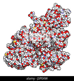 Plasminogen plasmin precursor protein. Plasmin is an enzyme responsible ...
