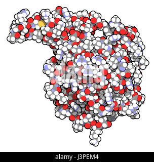 Sirtuin 6 (SIRT6) protein. Linked to longevity in mammals. Cartoon ...