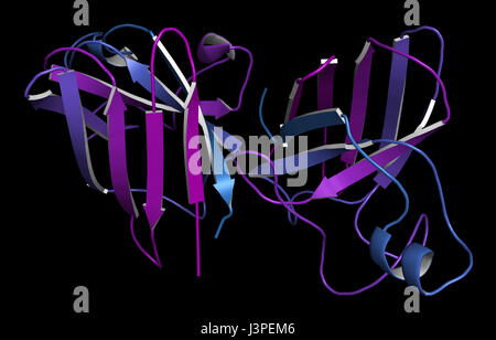 Superoxide dismutase 1 (SOD1) enzyme. Converts superoxide radical in ...