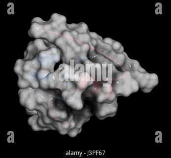 Insulin peptide hormone molecule in different models on white ...