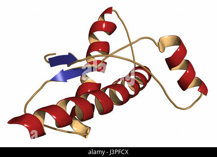 Human major prion protein molecule. Computer model showing the ...