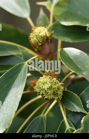 Wheel tree (Trochodendron aralioides Stock Photo - Alamy