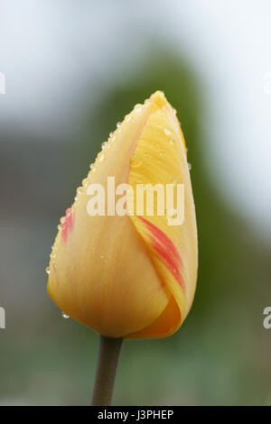 Tulip 'Olympic Flame' Stock Photo - Alamy