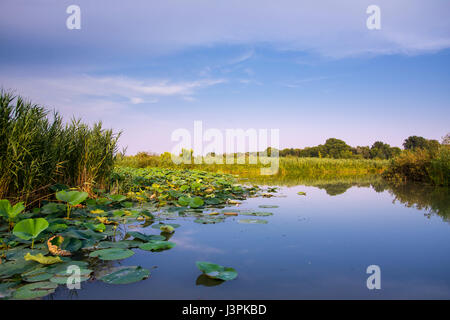 Lotus flowers on river Mincio Italy during a sunny day.in Italy Stock ...