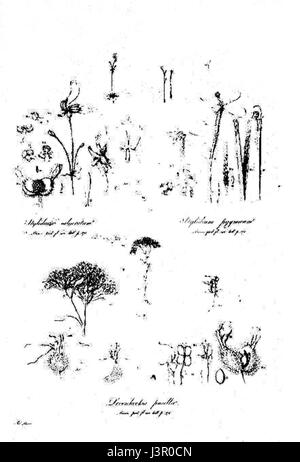 'Illustrationes Florae Novae Hollandiae' is a botanical work detailing ...