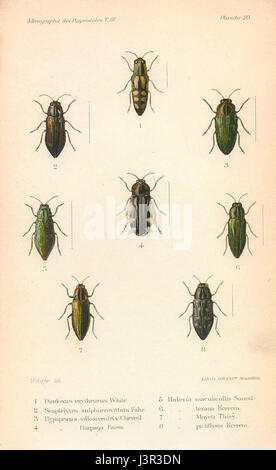 This title refers to a monograph by Kerremans on Buprestidae, a family ...