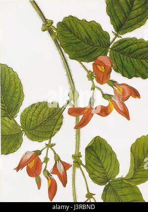 Kennedia prostrata RHS Stock Photo - Alamy