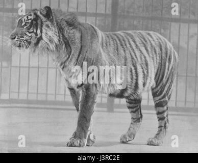 tiger of java Stock Photo - Alamy