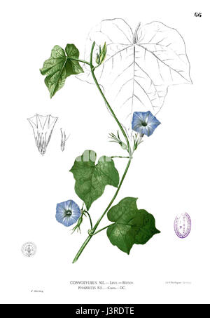 Ipomoea hederacea - ivy leaved morning glory or Kaladana is a flowering ...