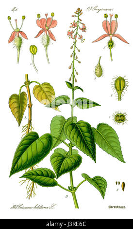 Illustration Circaea lutetiana0 Stock Photo - Alamy