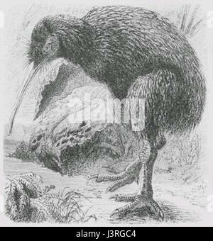 Kiwi flightless native bird of New Zealand Stock Photo - Alamy
