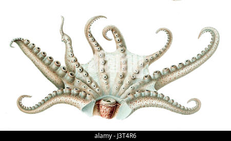 Japetella diaphana, known as the glass octopus, is a transparent ...