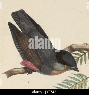 Iodopleura pipra 1849 Stock Photo - Alamy