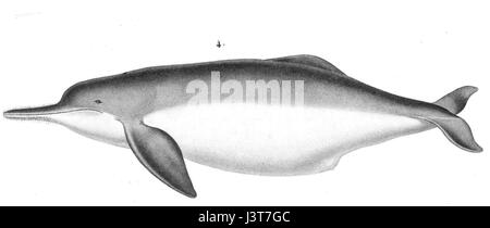 Inia geoffrensis, also known as the Amazon river dolphin, is a species ...
