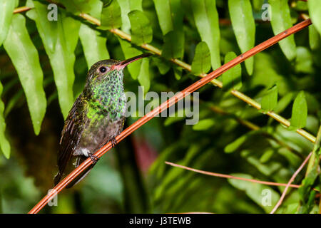 baby bird of Rufous-tailed hummingbird in the nest, 18 days old, Costa ...