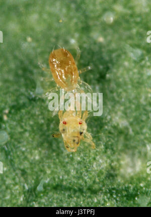 Predatory mite (Typhlodromus pyri) feeding on Panonychus ulmi prey mite ...