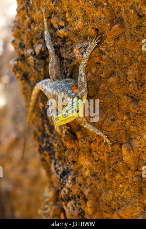 Namibian rock agama (Agama planiceps) female basking, Namibia Southern ...
