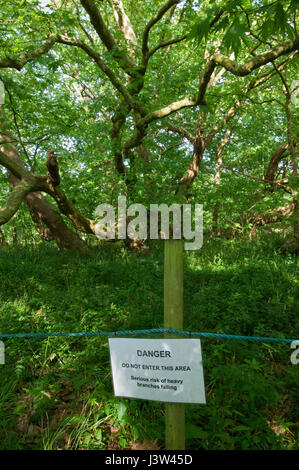 The Oriental Plane tree at Corsham Court, Corsham, Wiltshire, UK Stock ...