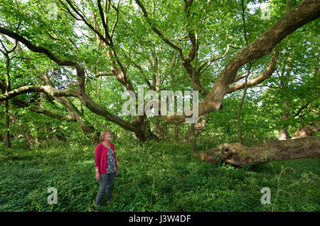 The Oriental Plane tree at Corsham Court, Corsham, Wiltshire, UK Stock ...